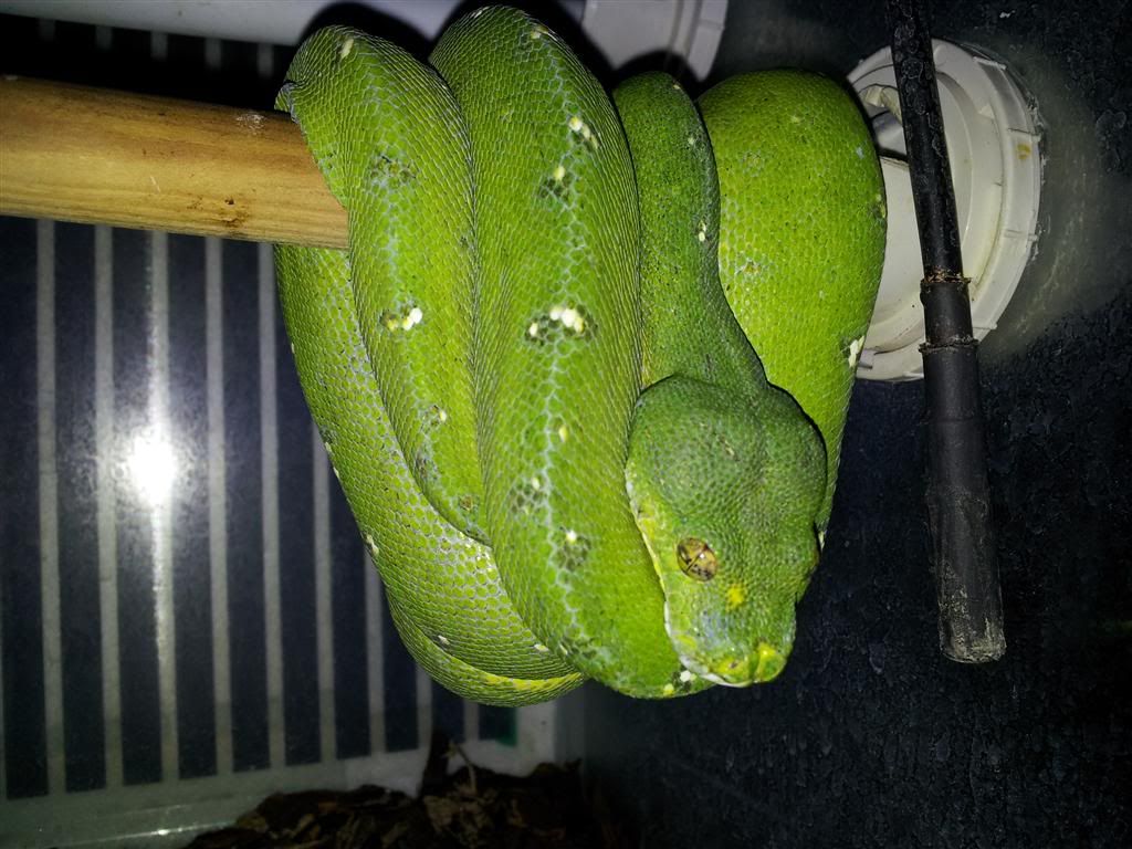 Morelia Viridis (Green tree python) | Reptile Forums