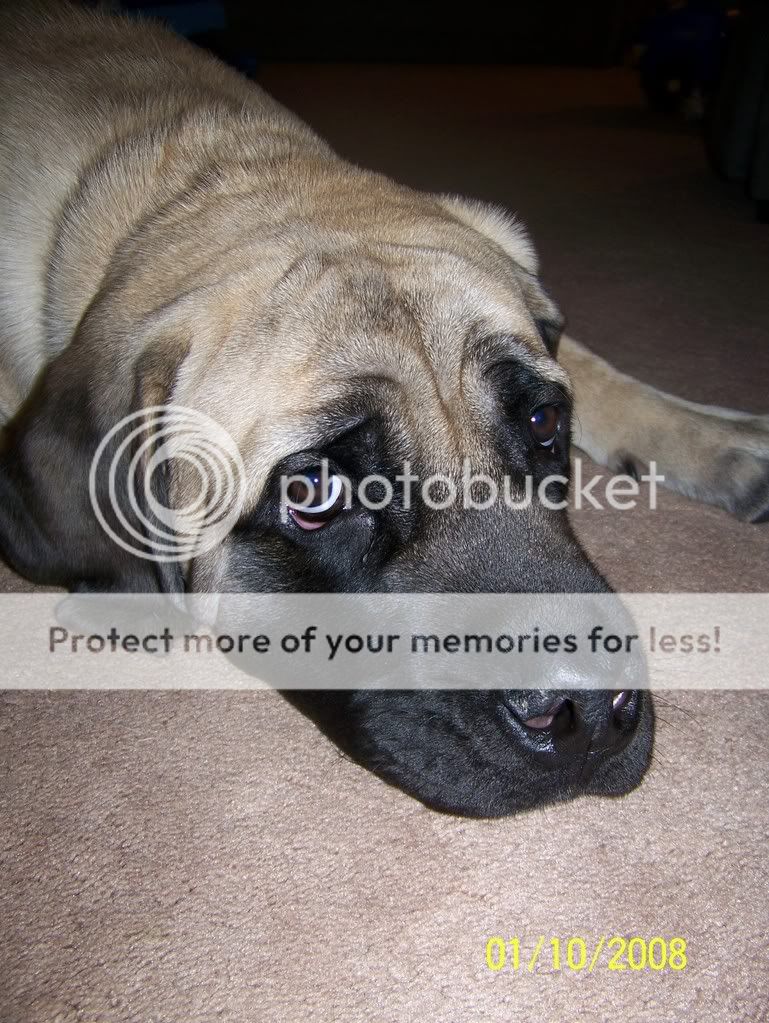 Your dog's "uh-oh" face... | Puppy Forum and Dog Forums