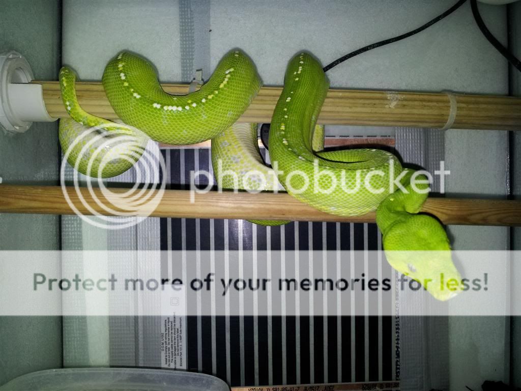 Morelia Viridis (Green tree python) | Reptile Forums