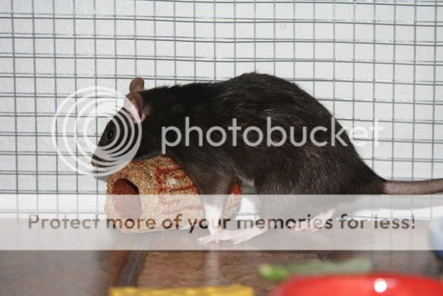 I built a new cage for our rats (aquarium, animal, food) - Pets ...