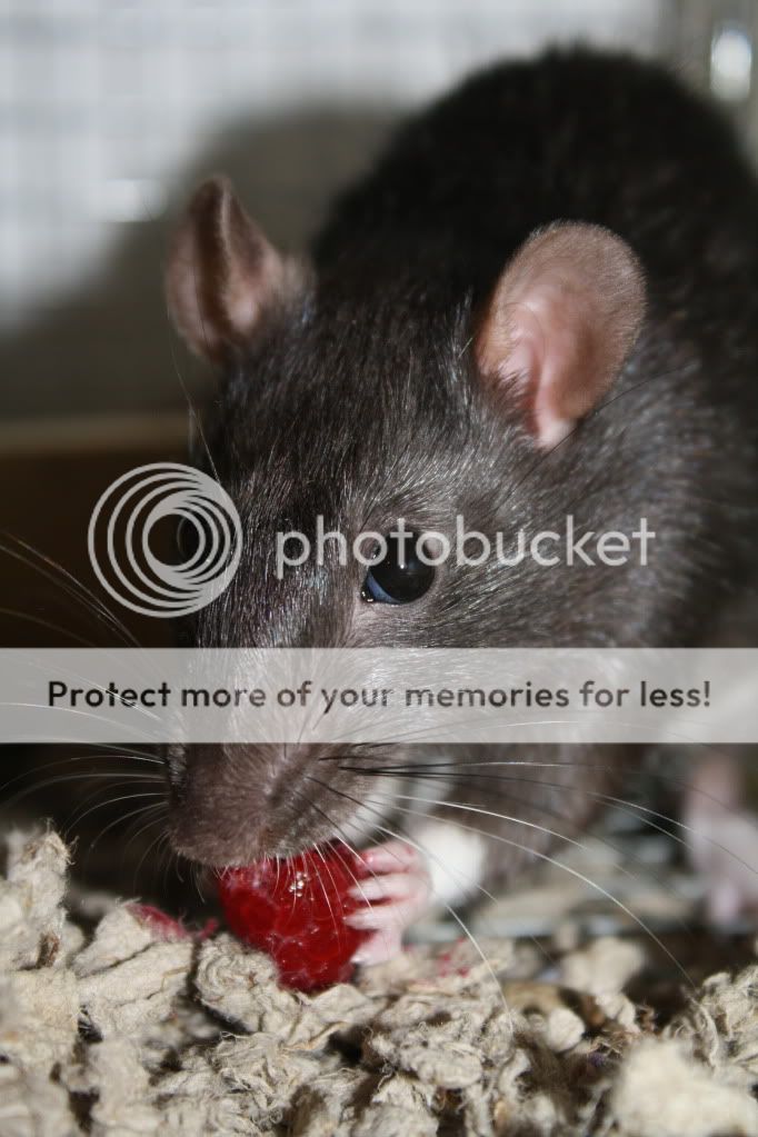 I built a new cage for our rats (aquarium, animal, food) - Pets ...