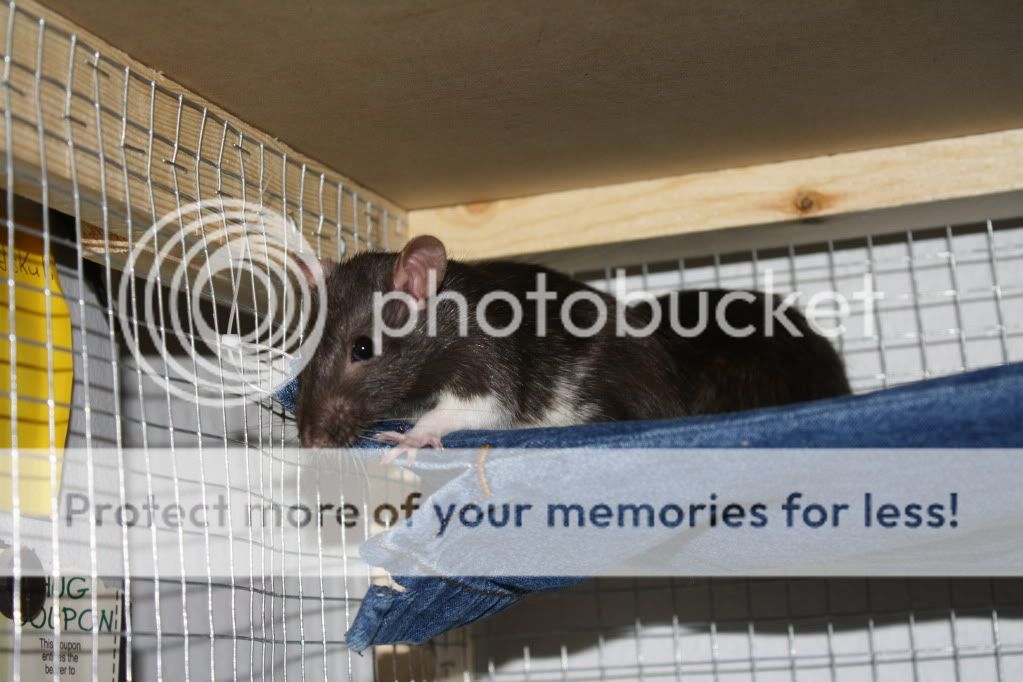 I built a new cage for our rats (aquarium, animal, food) - Pets ...