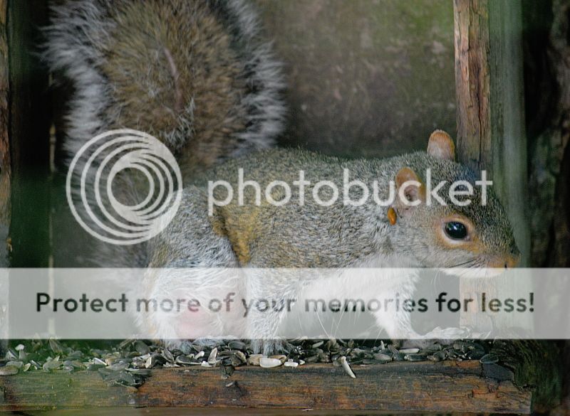 Squirrel With Huge Lumps or Tumors?