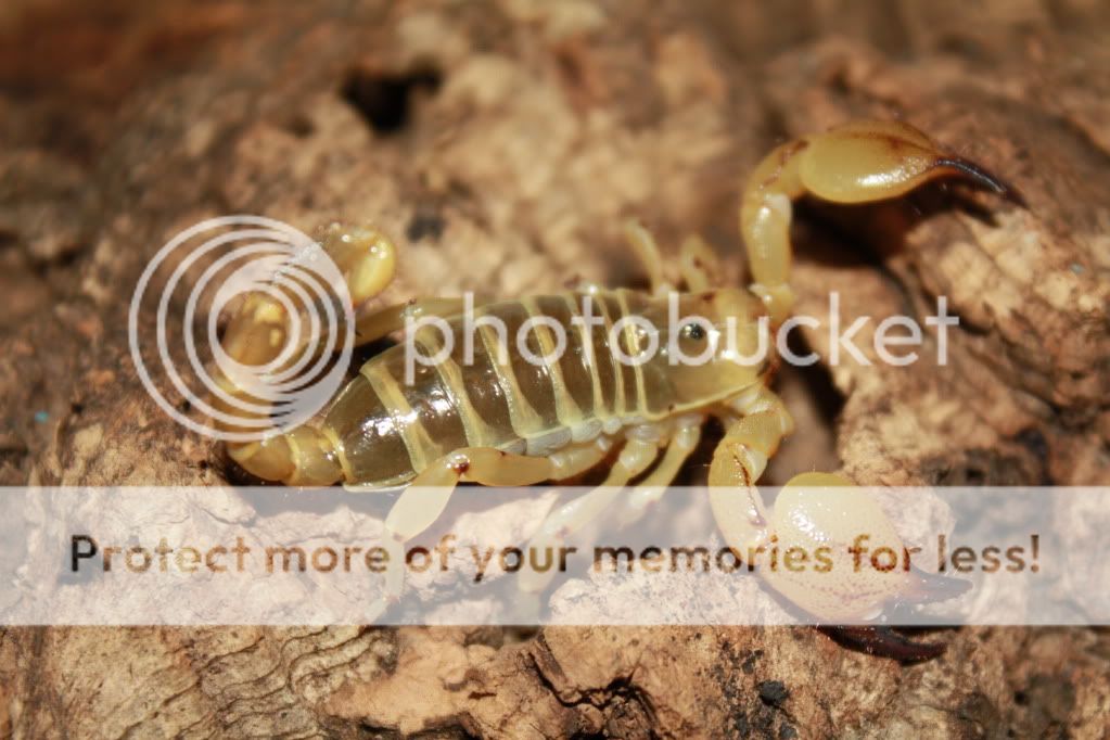 Scorpio maurus - Alchetron, The Free Social Encyclopedia