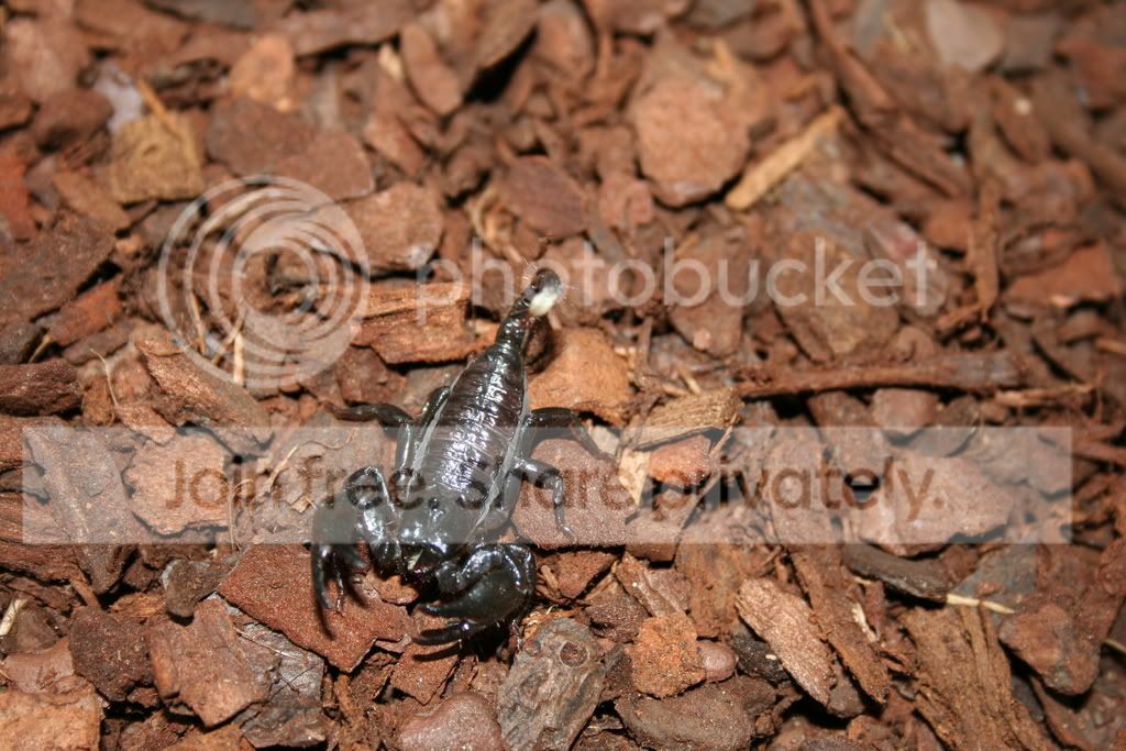 Baby Emperor Scorpion(Pic) | Reptile Forums