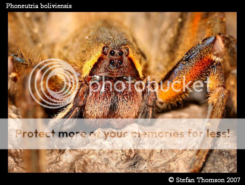 Tarantula (?) Eating a Cricket in Peru : r/spiders