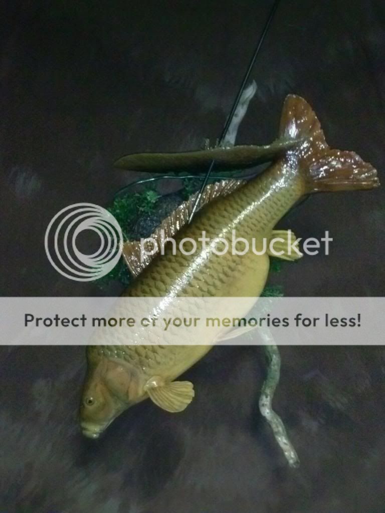 Common Carp Reproduction | Utah Wildlife Forum