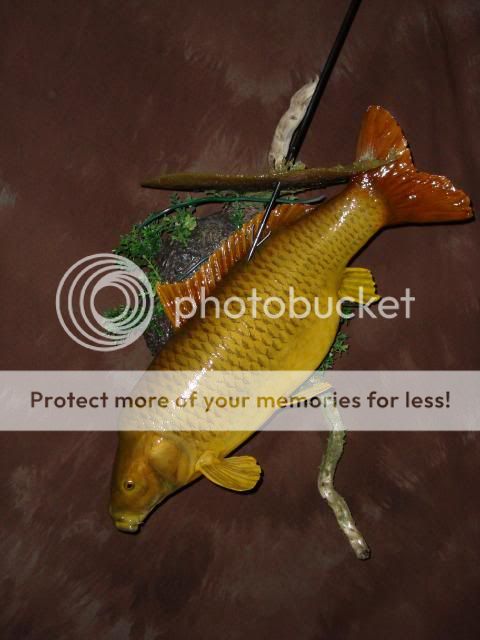 Common Carp Reproduction | Utah Wildlife Forum