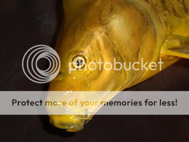 Common Carp Reproduction | Utah Wildlife Forum