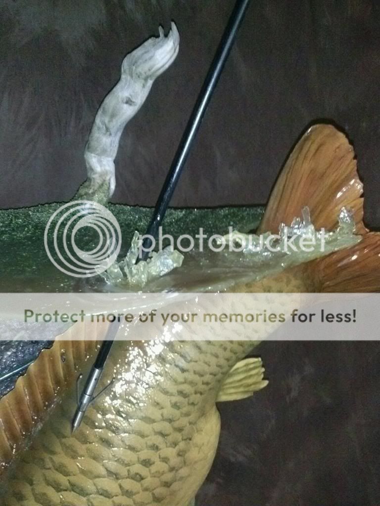 Common Carp Reproduction | Utah Wildlife Forum