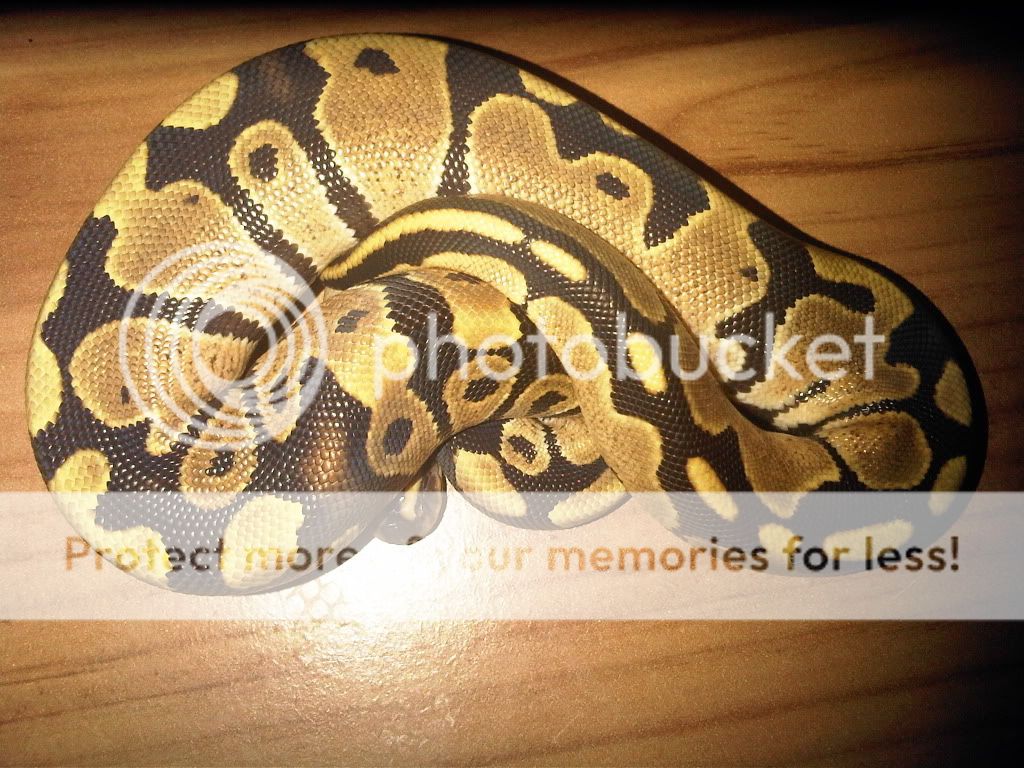 E Midlands - 2010 Female Fire Royal Python | Reptile Forums