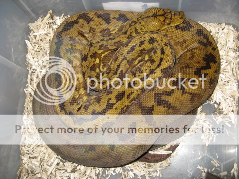 1.1 Adult Timor Pythons (notts) | Reptile Forums