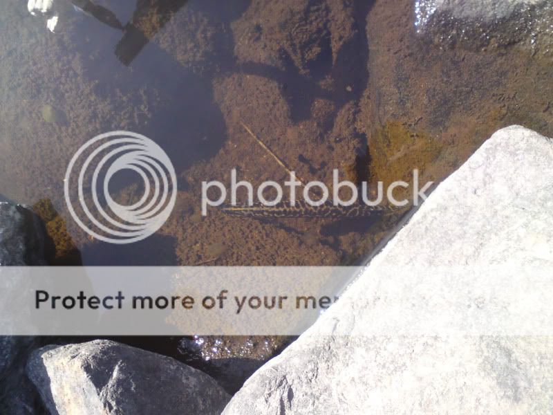 Northern pike fry. | MonsterFishKeepers.com