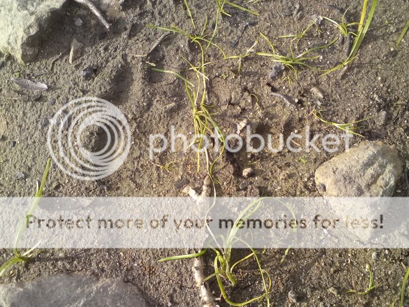 Northern pike fry. | MonsterFishKeepers.com