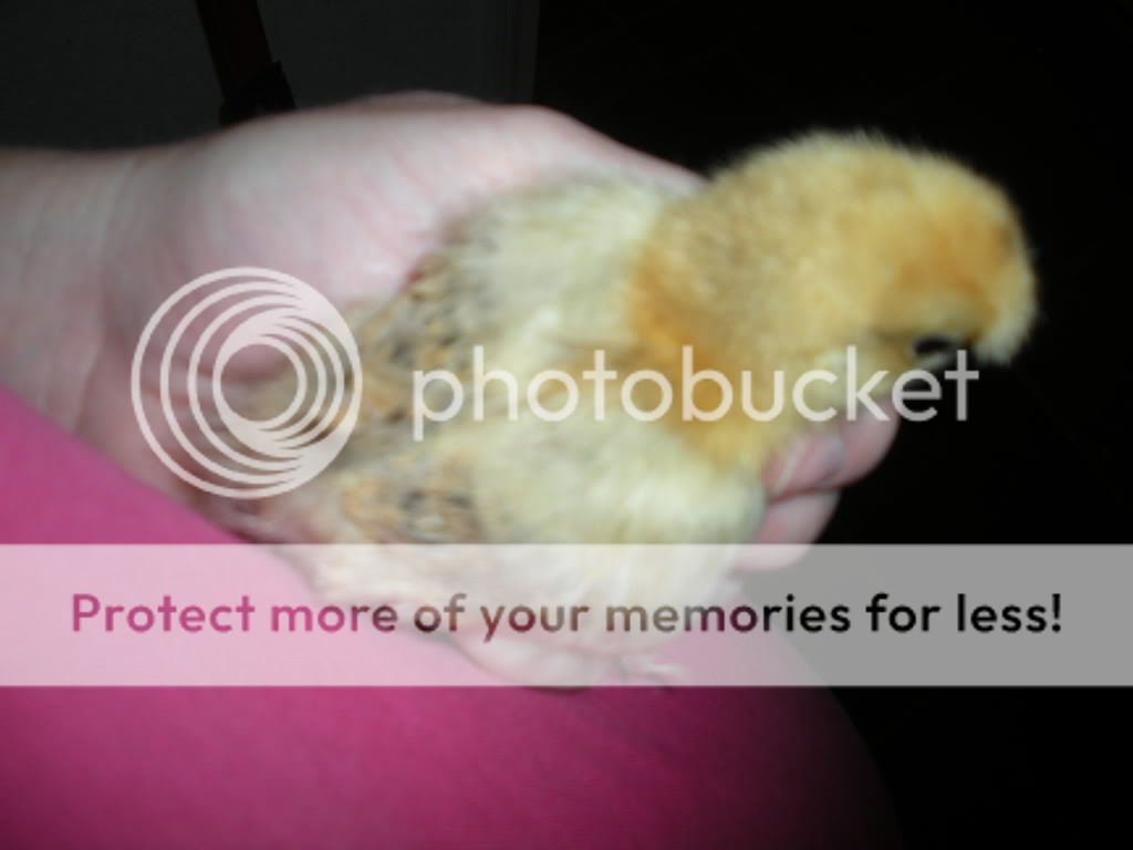 We have 5 toes - Sultan and Slikie bantams? | BackYard Chickens - Learn ...